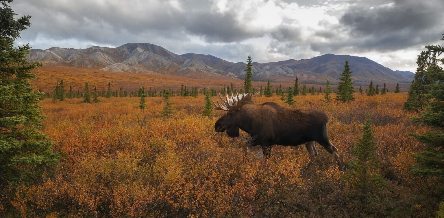 Shoshone Moose Adventures: Your Next Great Expedition - Shoshone Adventures