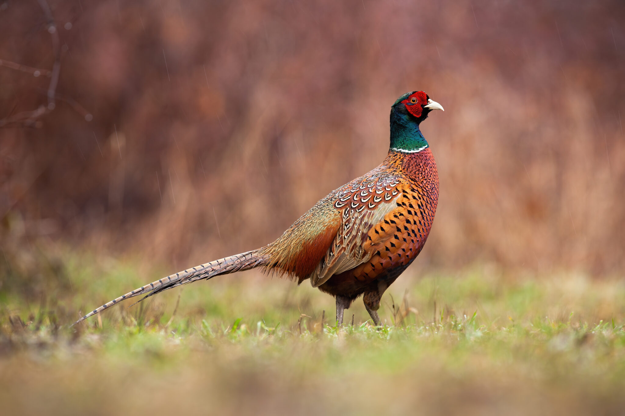 Pheasant Archives - Shoshone Adventures