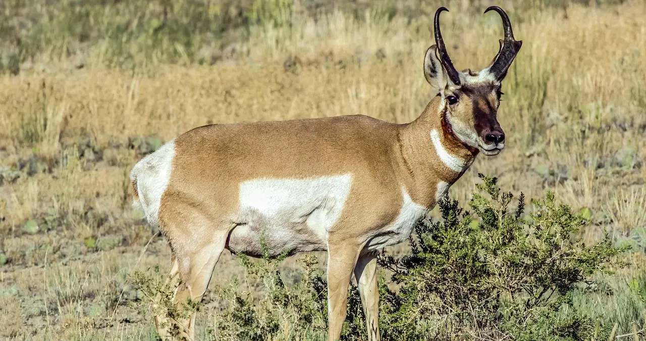 Pronghorn Antelope Hunting with Shoshone Adventures - Shoshone Adventures