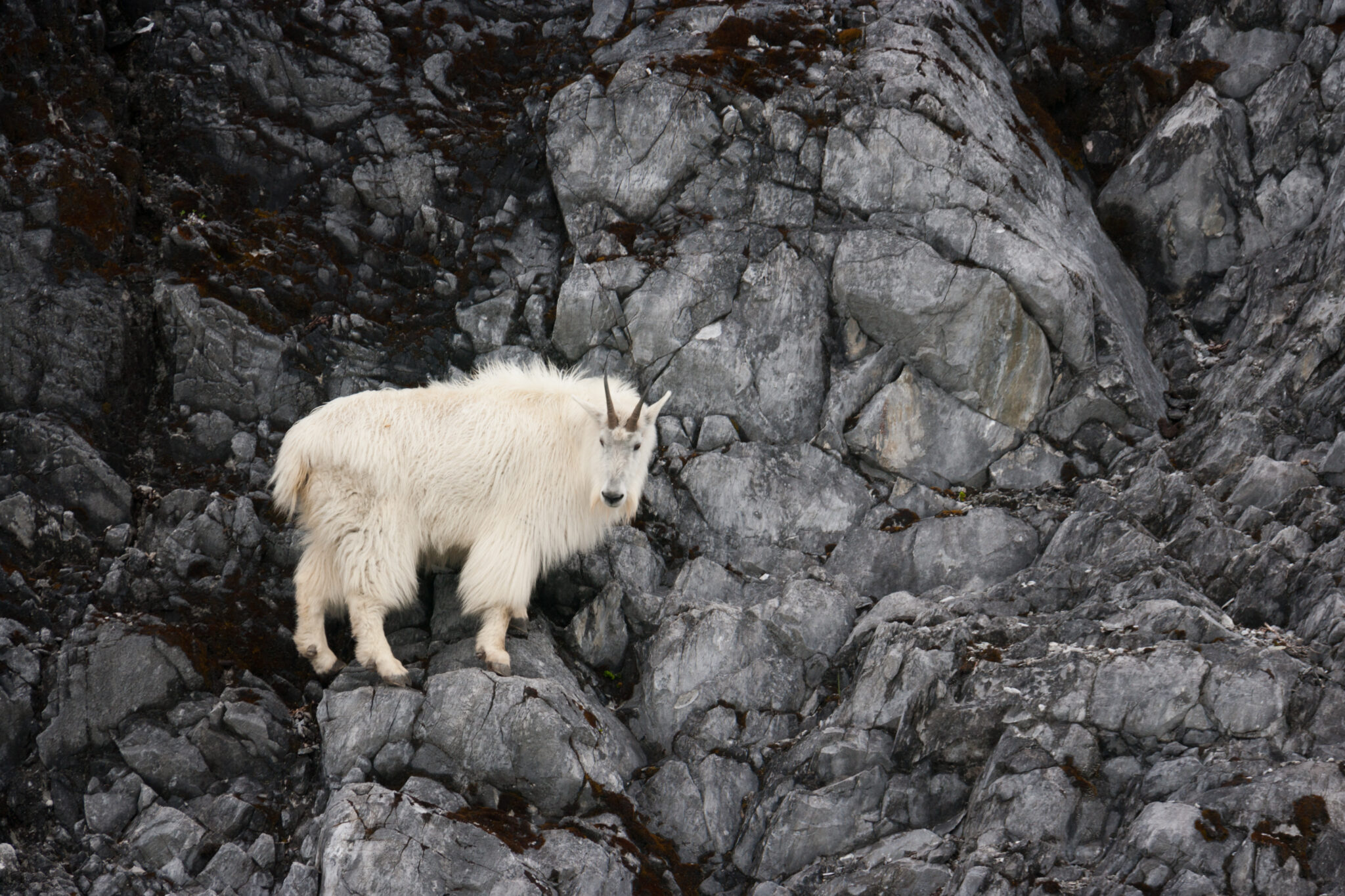 Mountain Goat Archives - Shoshone Adventures