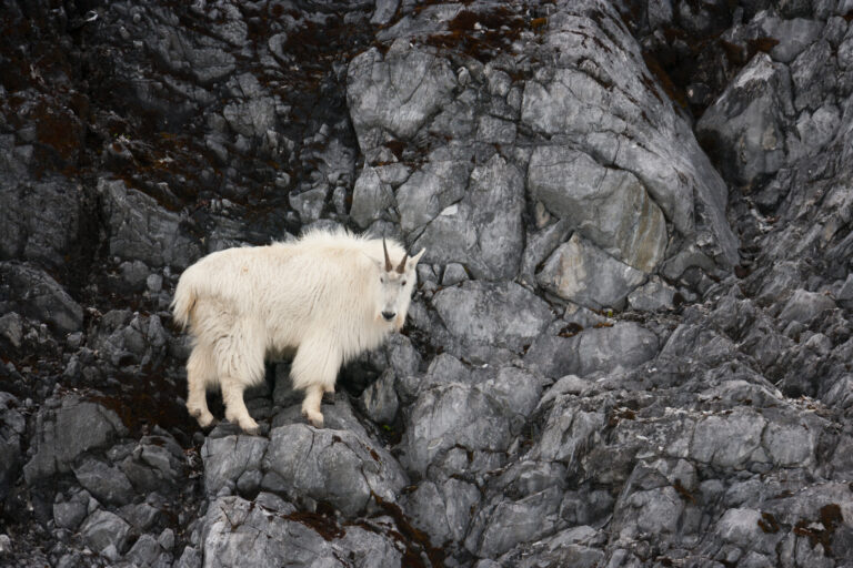 Mountain Goat Archives - Shoshone Adventures